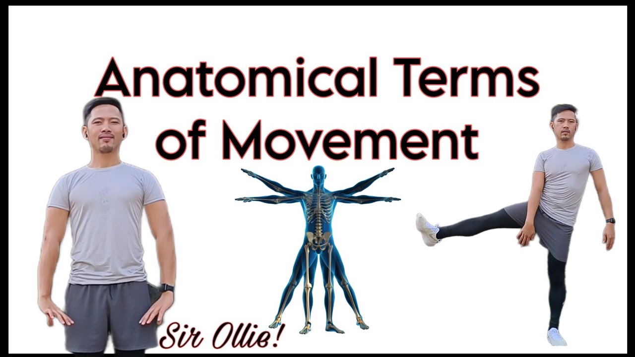 Anatomical Terms Of Movement Youtube