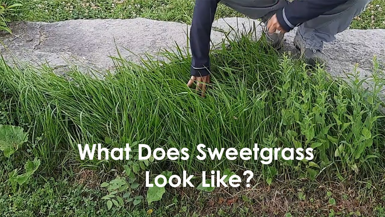 What Does Sweetgrass Look Like Youtube