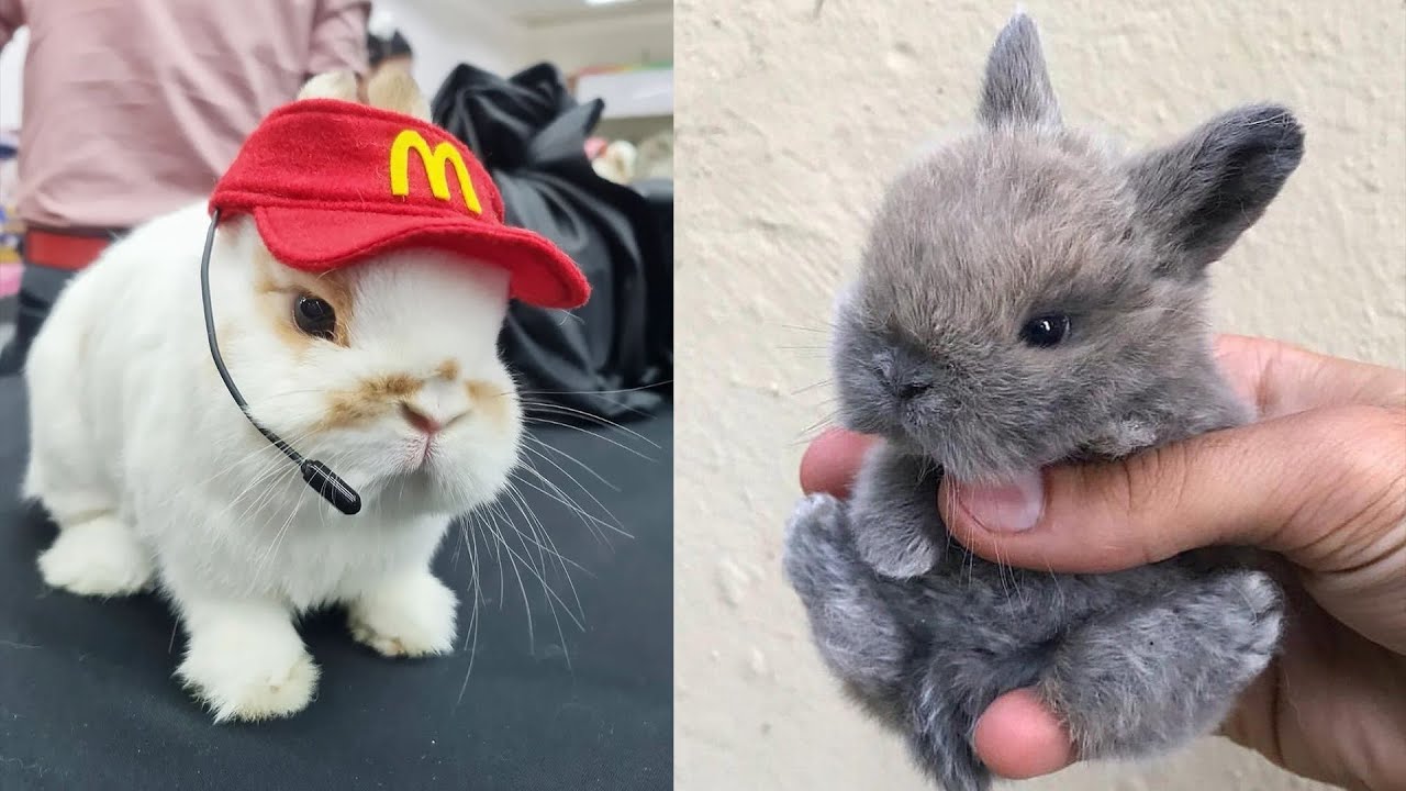 Funniest Rabbit Videos Ever Youtube