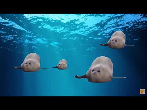 Bouncing Seals Ultimate 2 Seals Know Your Meme