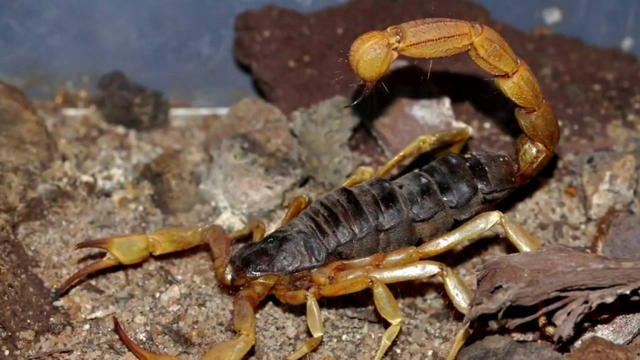 Los 8 Insectos Mas Peligrosos Del Mundo Youtube