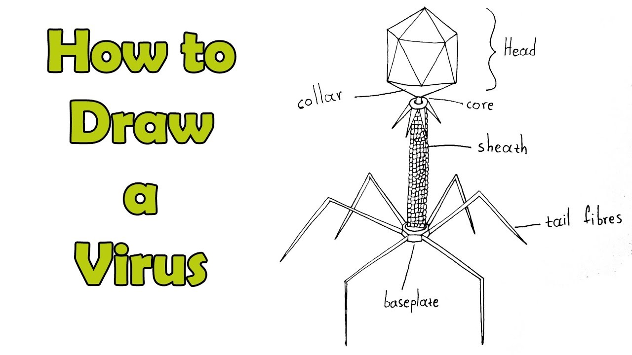 How To Draw A Virus T4 Phage Easy For Kids Youtube