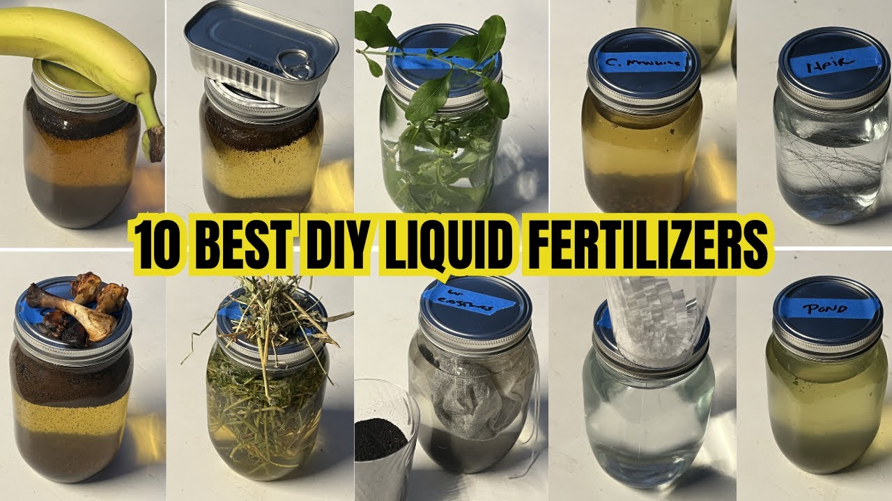 Homemade Liquid Fertilizer For Flowers Homemade Ftempo
