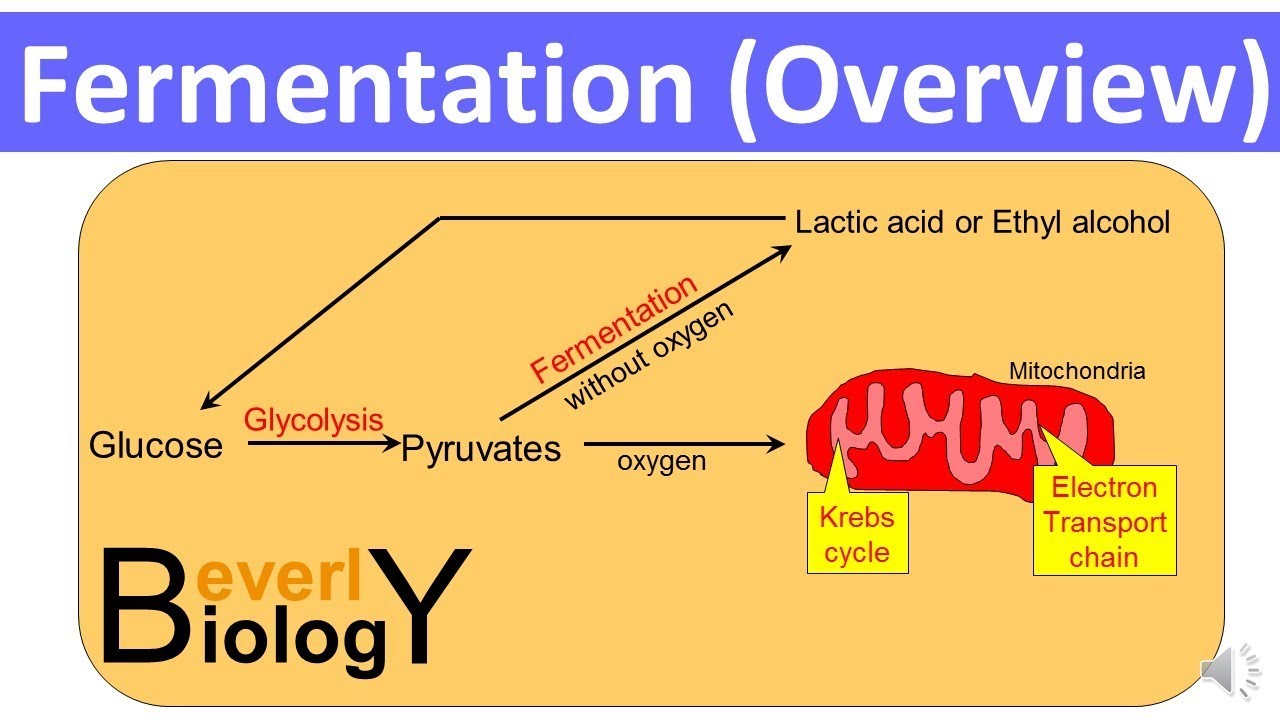 Fermentation Overview Updated Youtube
