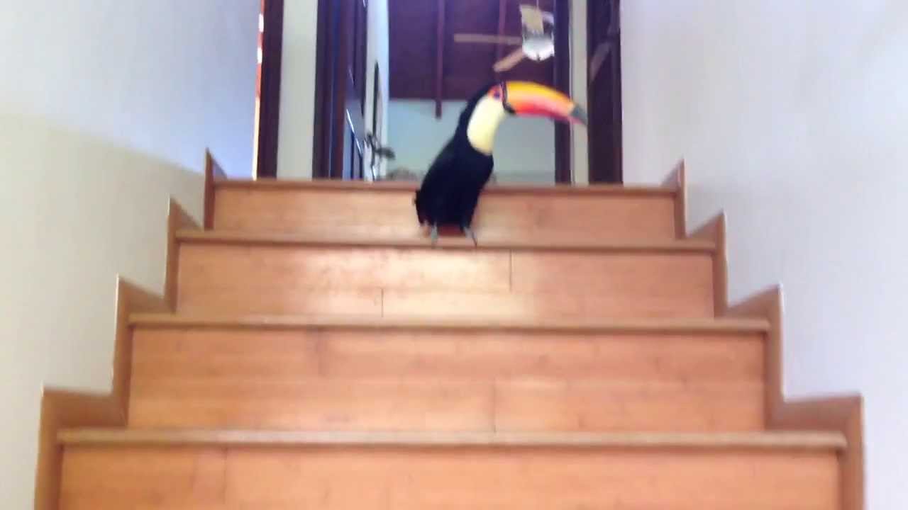 Toucan Hopping Down The Stairs Youtube