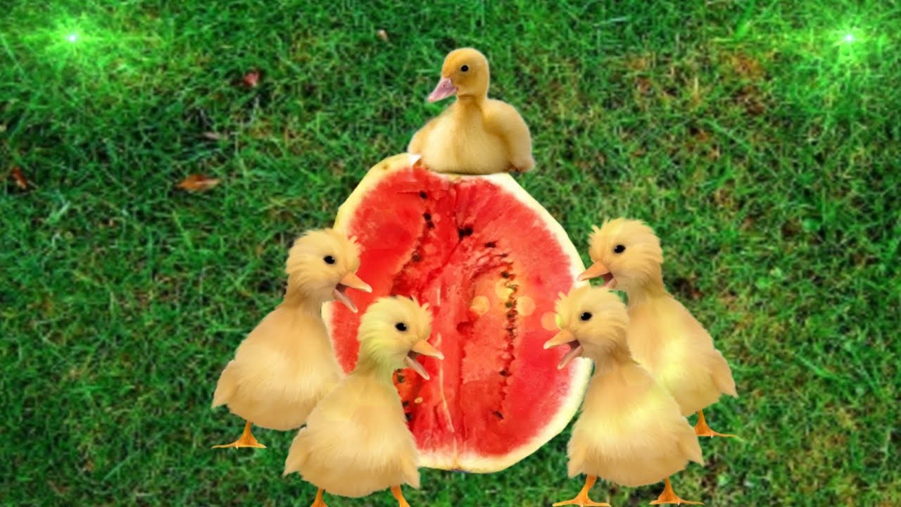 Ducks Are Eating Watermelon Youtube