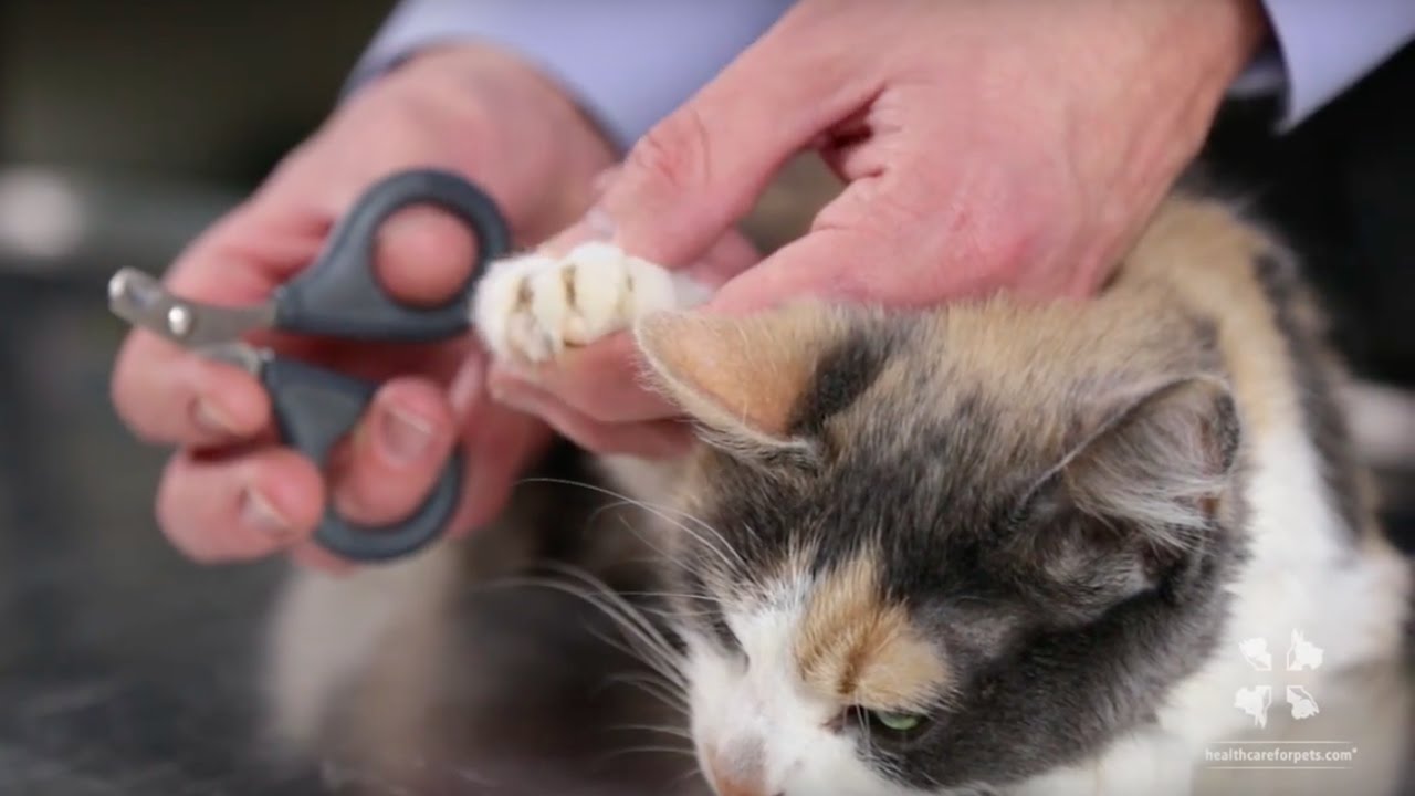 How To Safely Trim A Cat S Nails Vet Tutorial Housepetscare