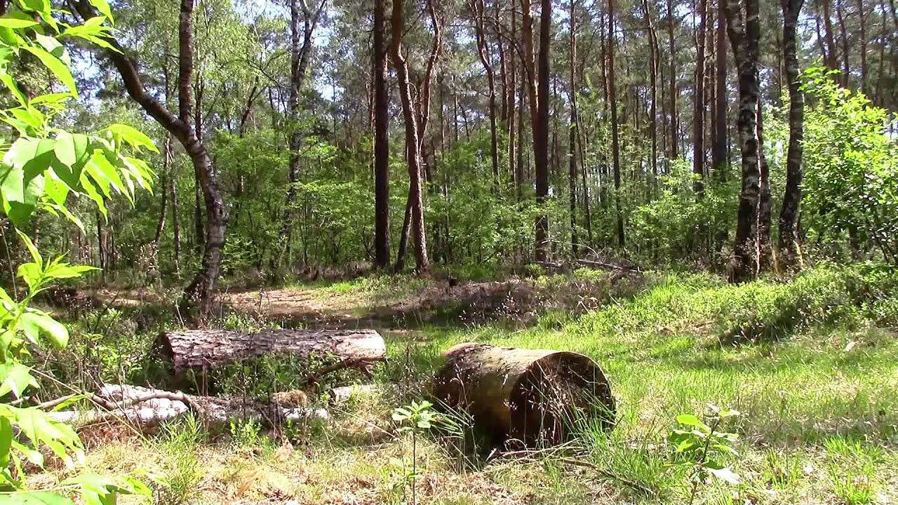 Forest Sounds Youtube