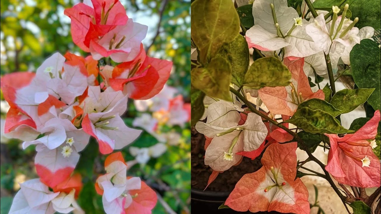 Id Maharani Bougainvillea Garden Flowers Bloom Rare Collection