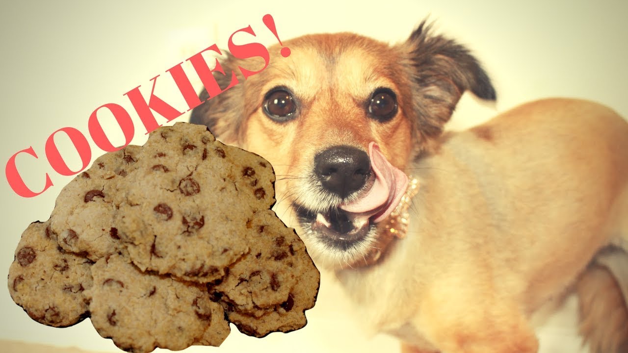 Cookie Crisp Dog At Michael Tirado Blog