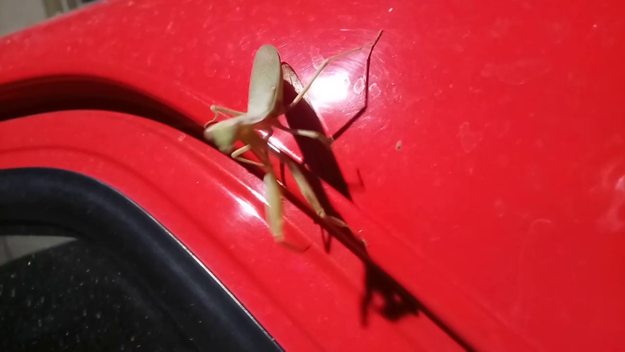 Praying Mantis Attack Youtube