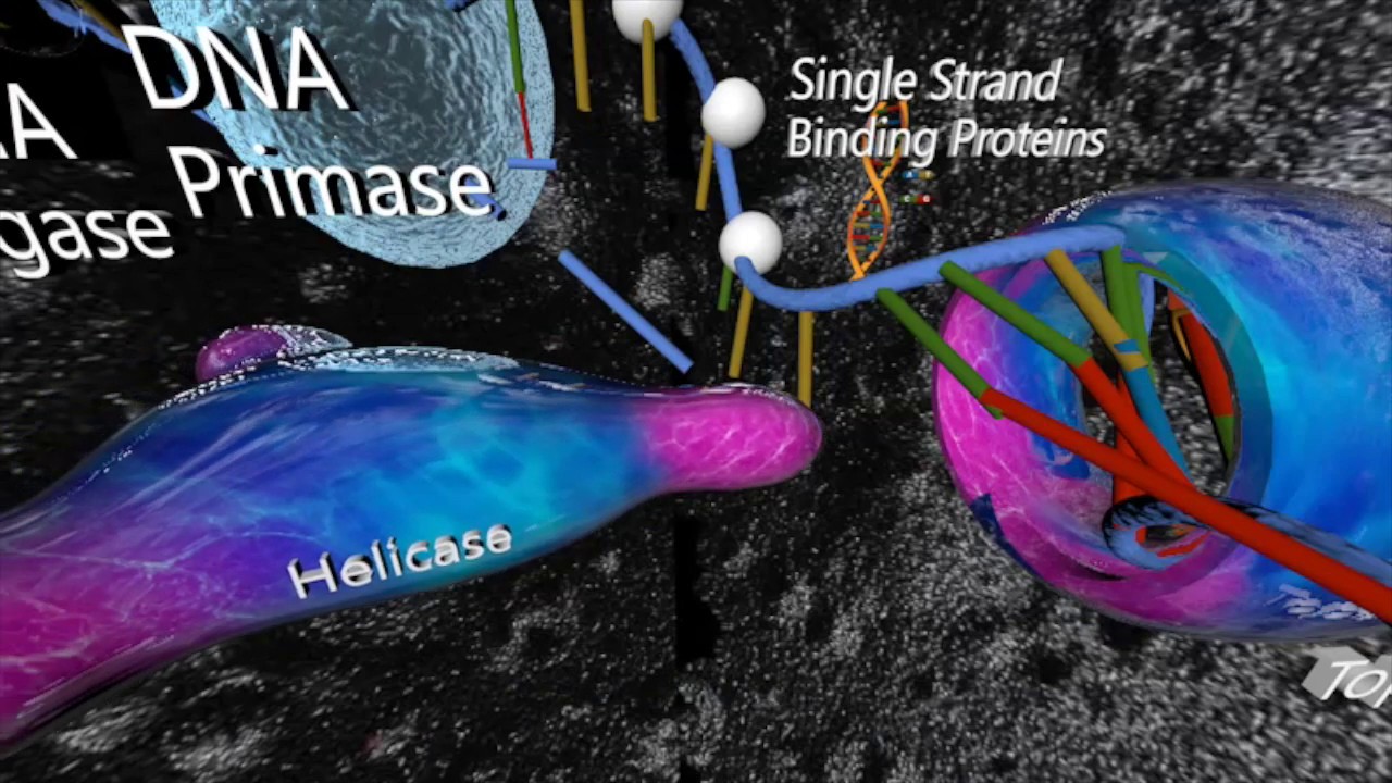 Process Of Dna Replication Mutations 3d Animation Simple Easy