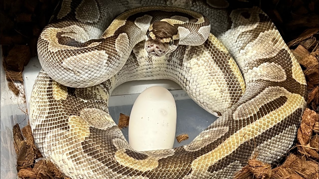 First Ball Python Clutch Ever Youtube