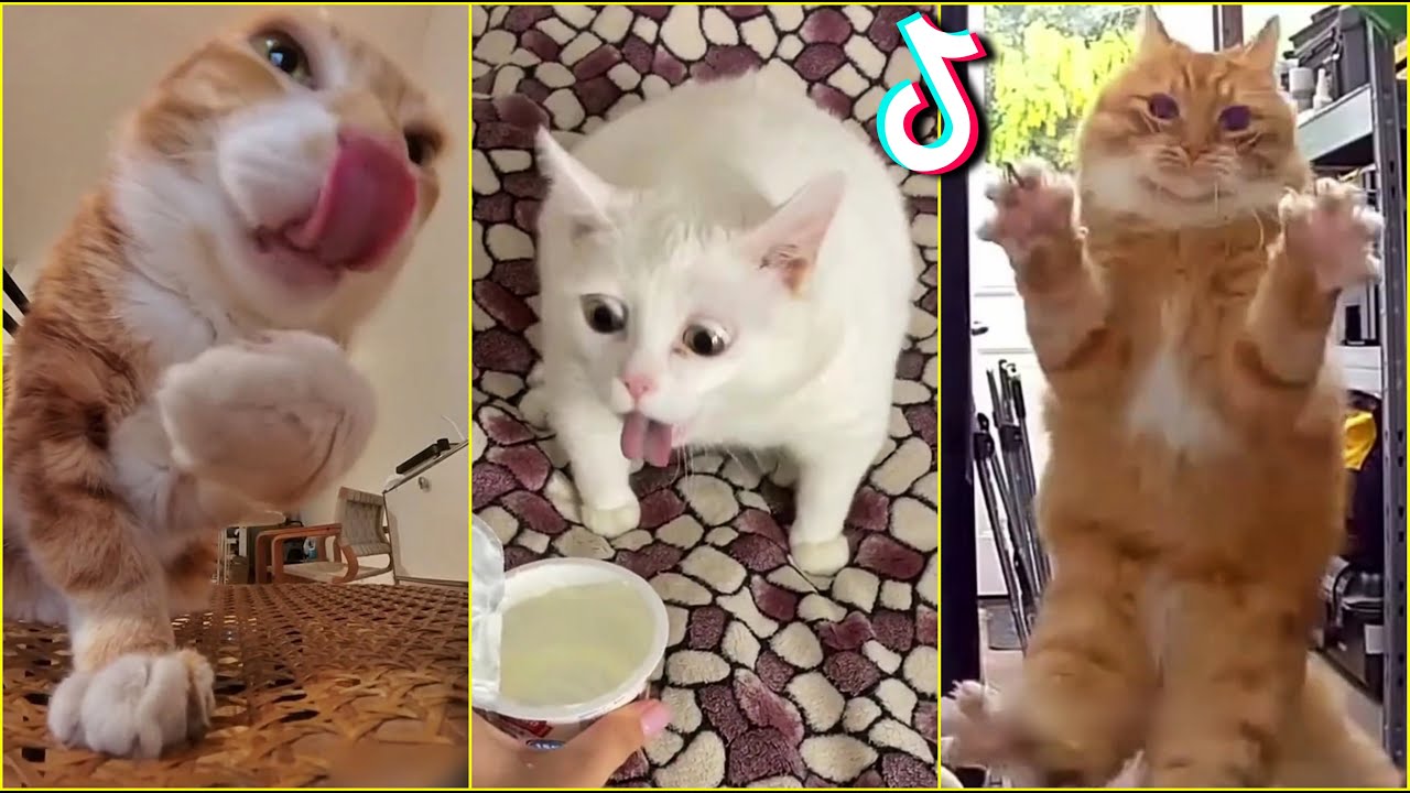 Funny Cats Tiktok Compilation 2024 16 Youtube