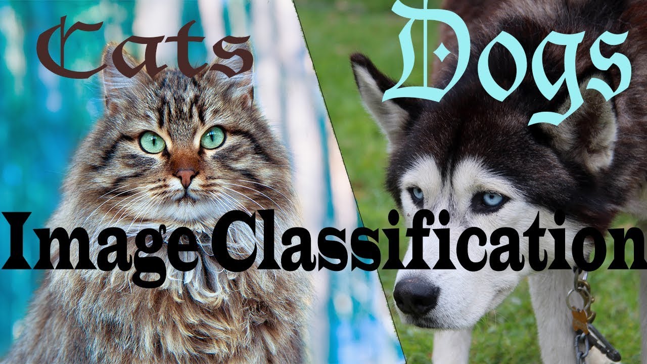 Image Classification In Tensorflow Cats And Dogs Dataset Youtube