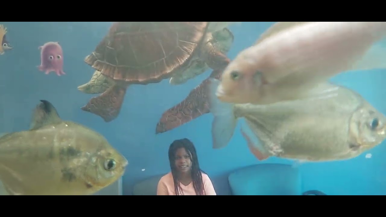 Fish Youtube