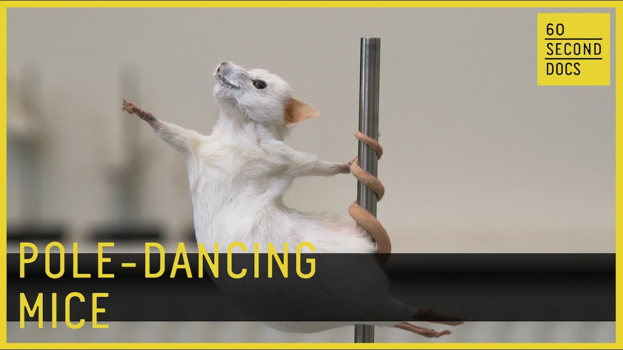 Pole Dancing Taxidermy Mice Youtube
