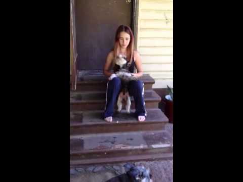 Dog Gang Bang Youtube