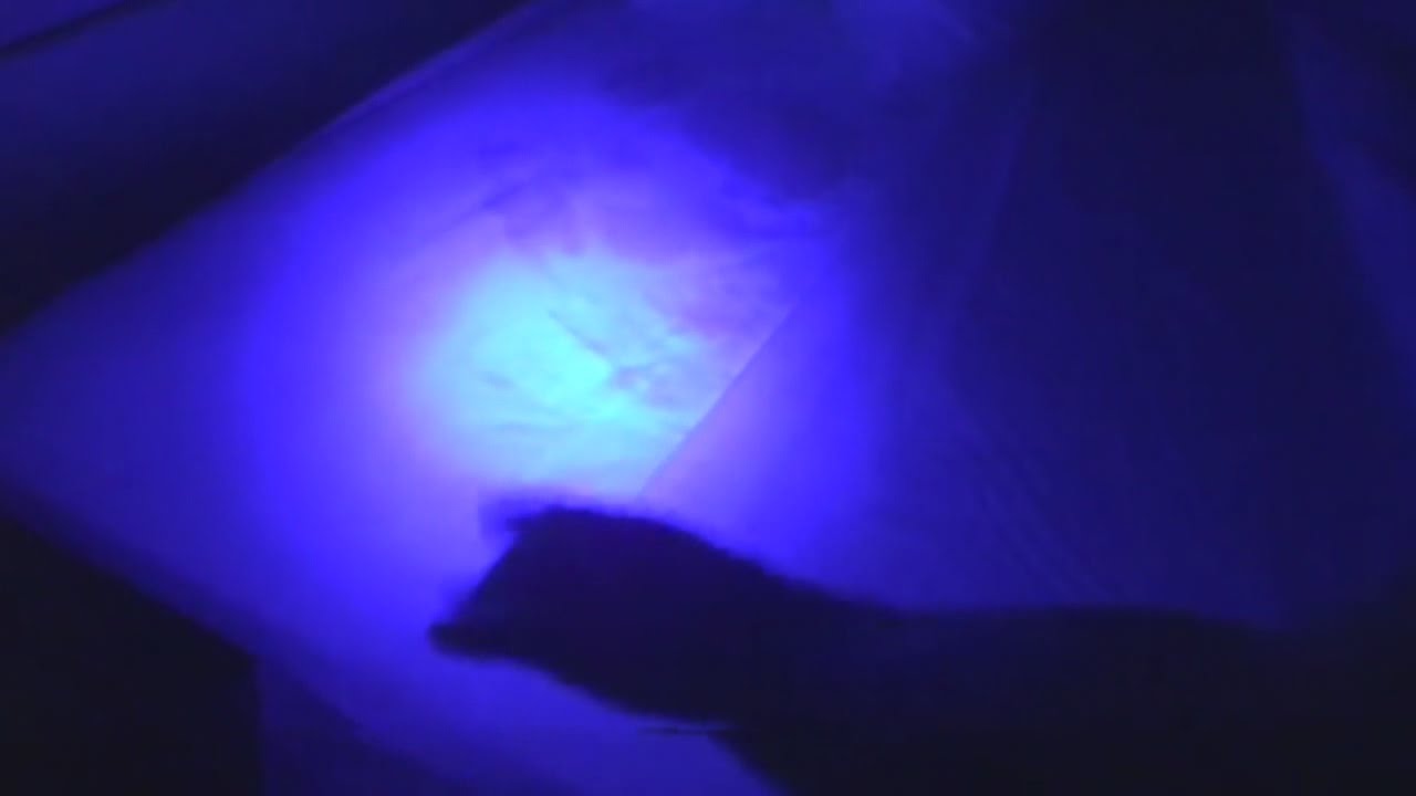 Can You Detect Bed Bugs With Uv Light