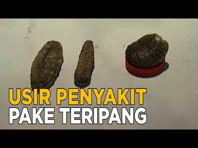Temukan 8 Manfaat Gamat Yang Jarang Diketahui Staida