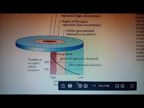 Morphogen Youtube