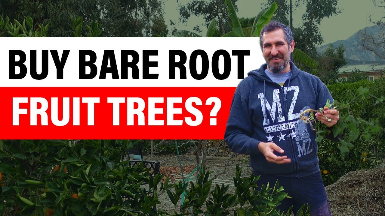Is Buying A Bare Root Tree Worth It Bare Root Fruit Trees Explained