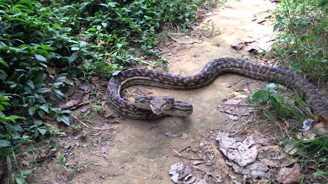 Python Strike Youtube