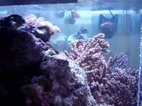 Diy Wavebox Wavemaker Youtube