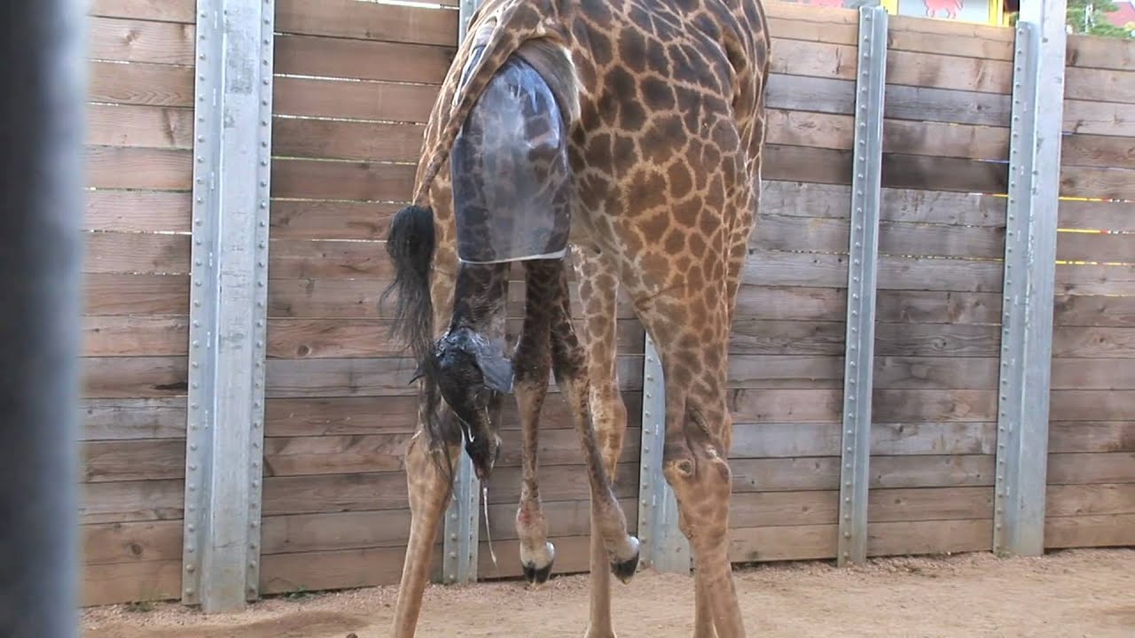 Giraffe Birth Close Up See Every Step Of Asali S Birth At The
