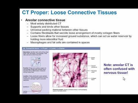 Connective Tissues Youtube
