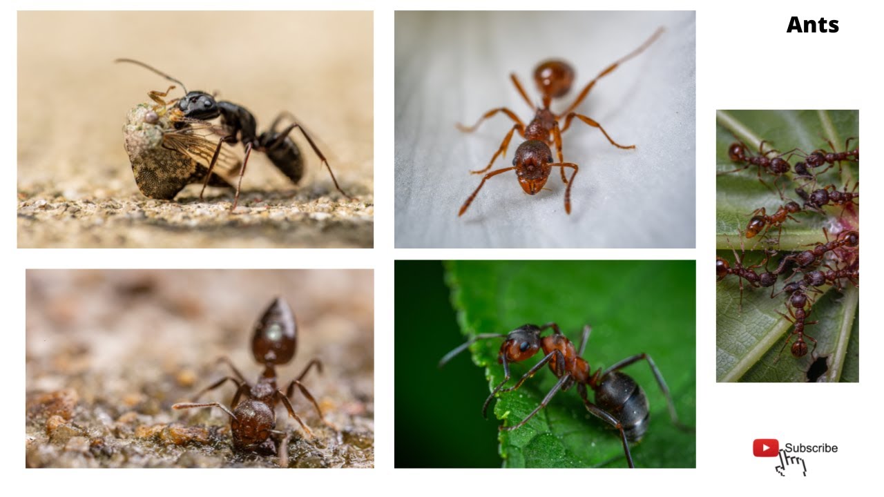 Ants Youtube