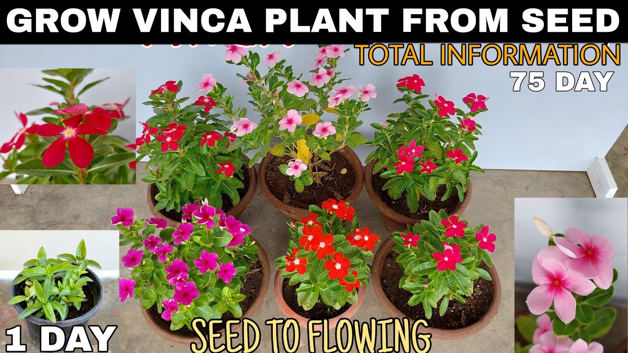Learn Exactly How To Grow Vinca Periwinkle At Home Seed To Flower Step