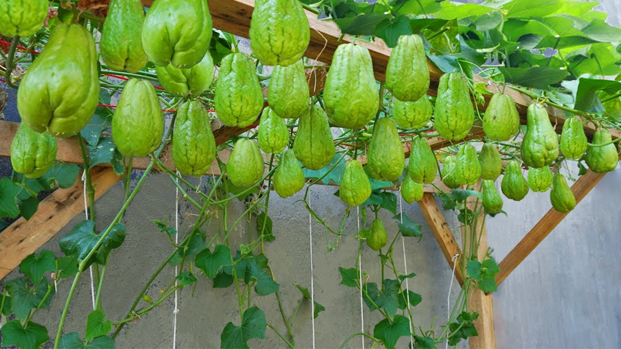 Watch Our Chayote Planting Method Produce An Abundance Of Fruit Youtube