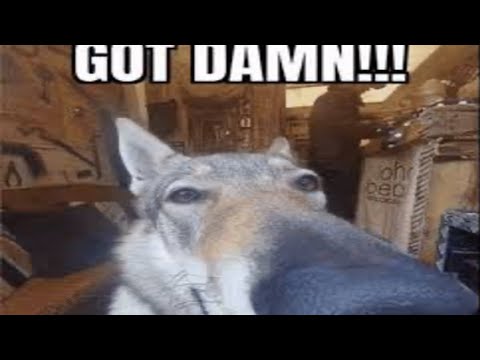 Shitpost Status V53 Youtube