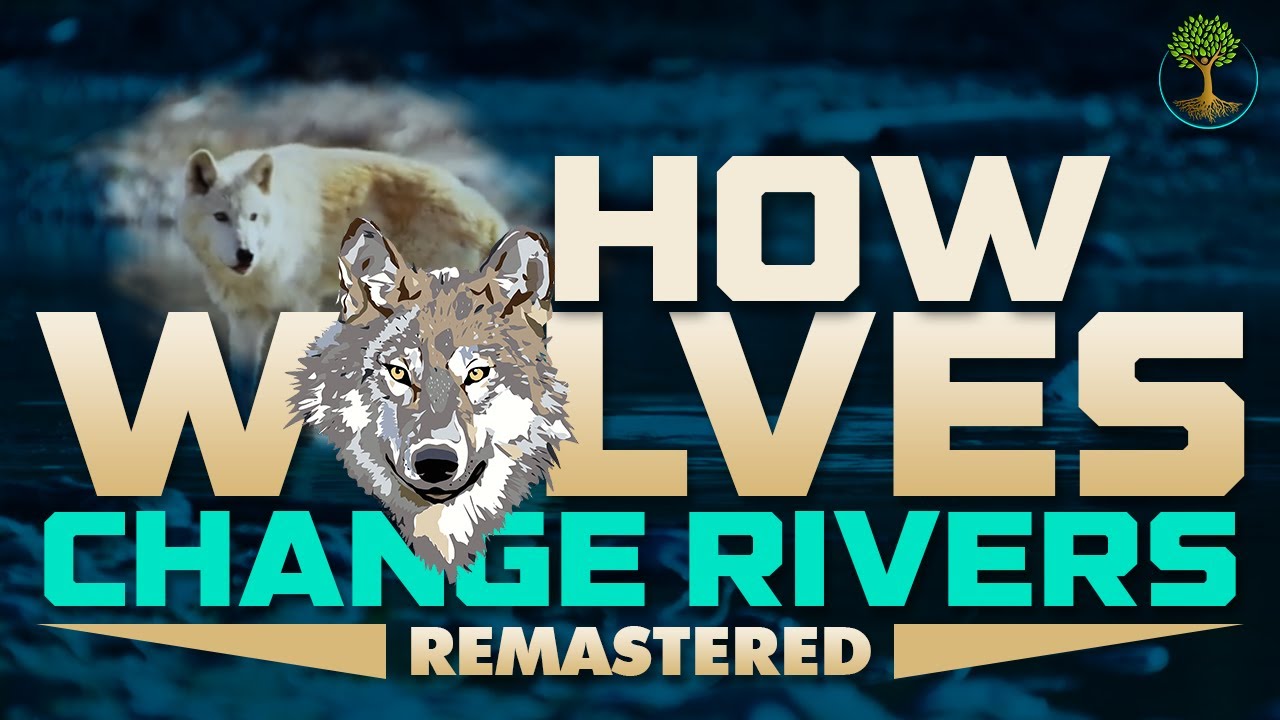 How Wolves Change Rivers Remastered Hd George Monbiot Youtube