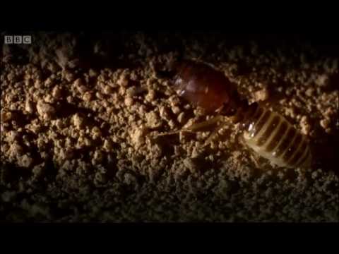 Defending The Ant Nest From Intruders Ant Attack Bbc Youtube