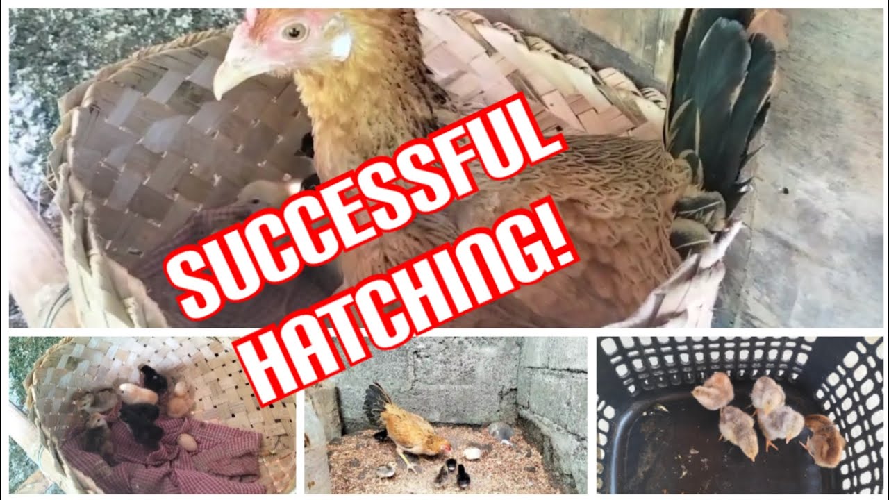 Successful Hatching Youtube