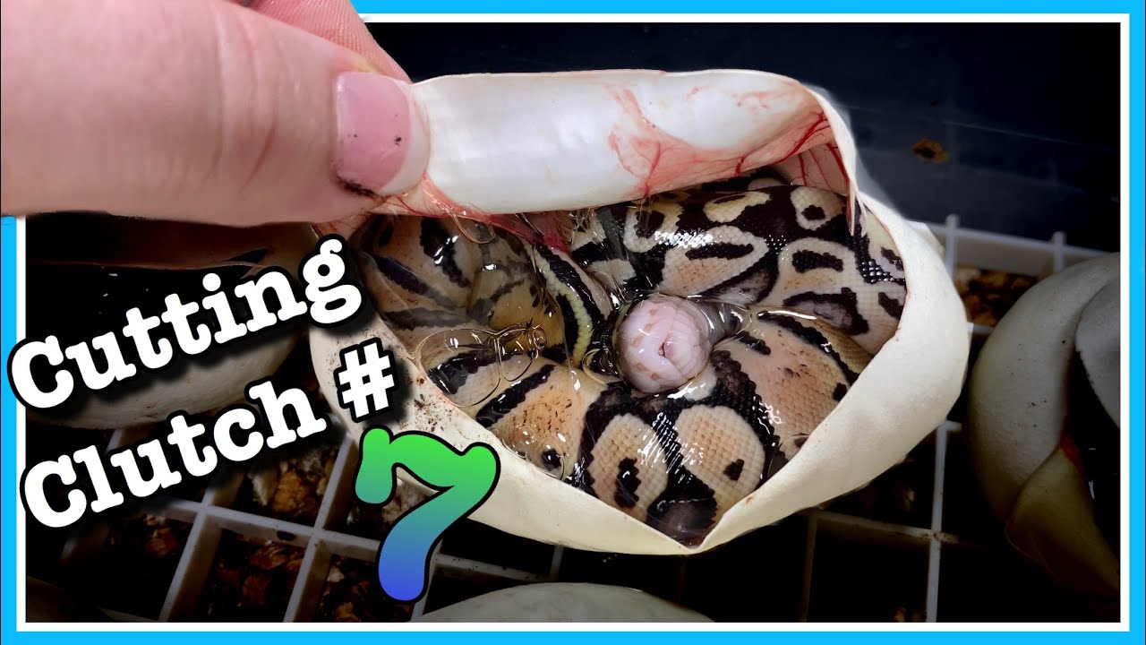Ball Python Egg Cutting Clutch 7 2020 Ball Python Breeding Youtube