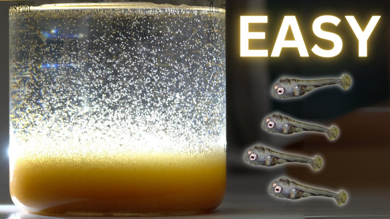 How To Hatch Brine Shrimp Eggs Youtube
