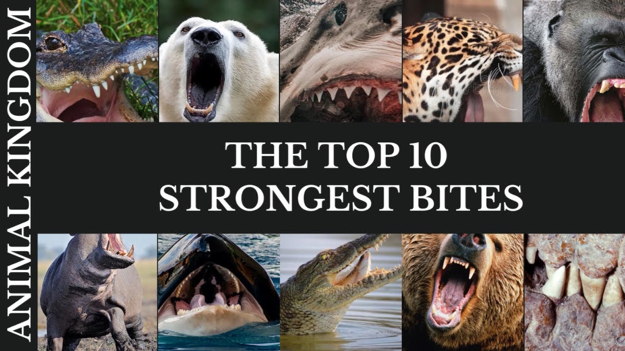 Top 10 Strongest Bites In The Animal Kingdom Youtube