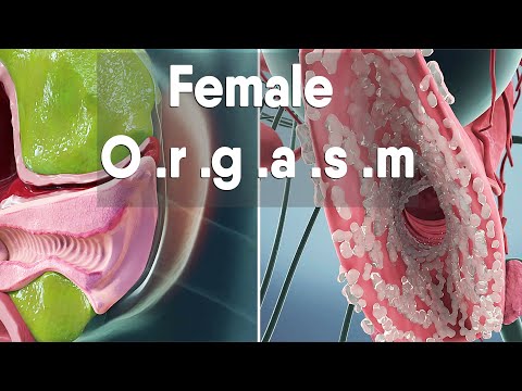What Happens Inside The Women S Reproductive System During An Orgasm