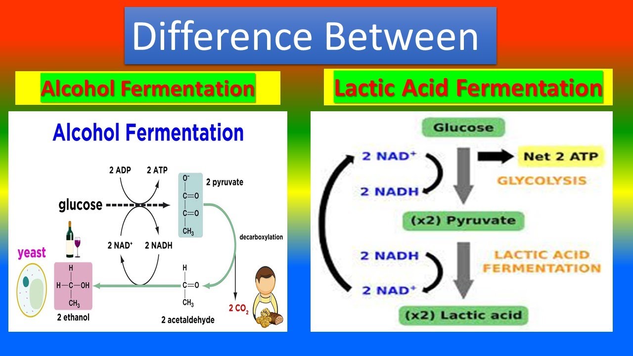 Lactic Acid Fermentation Formula