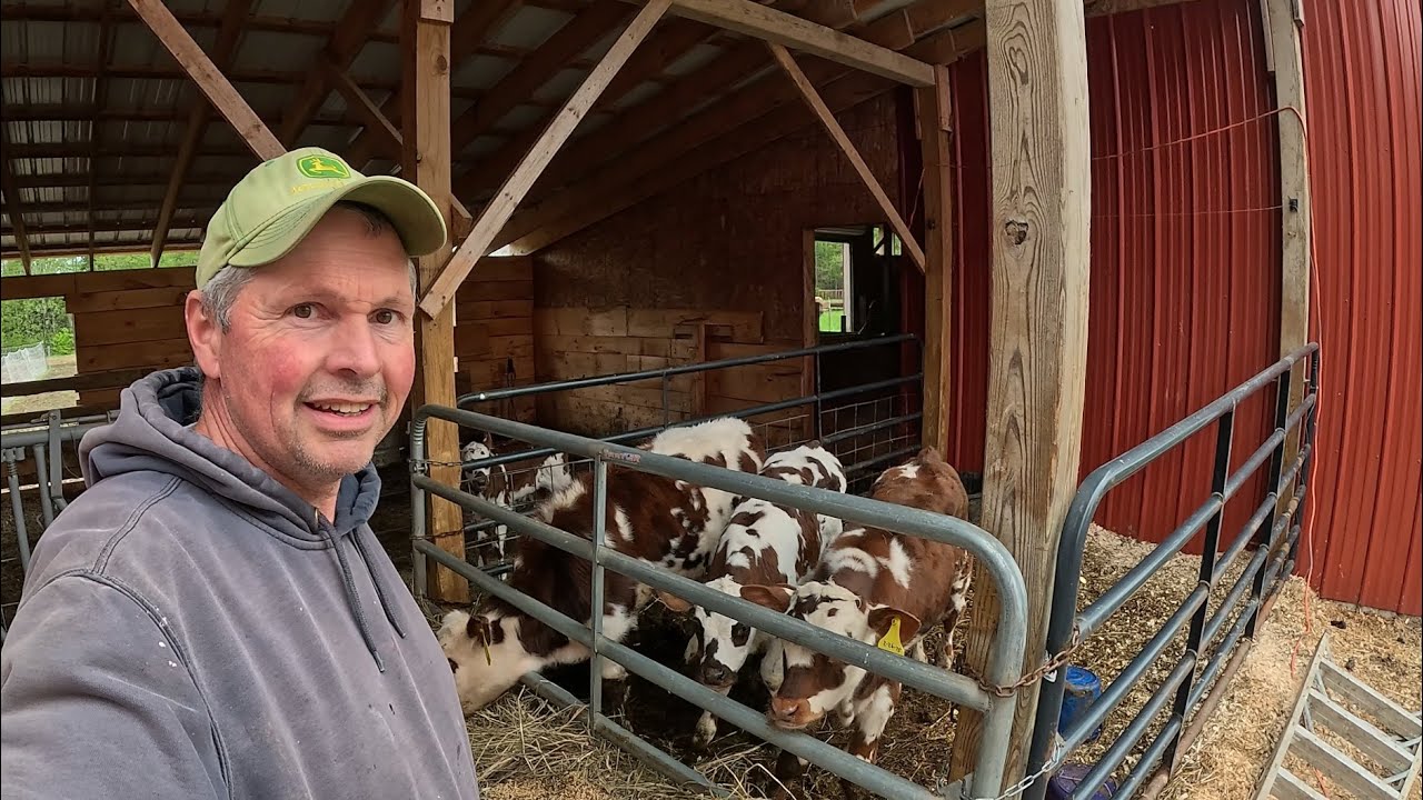 Milking And Feeding Cows Youtube