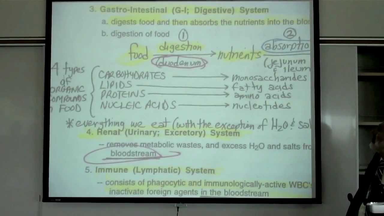 Intro To Human Physiology By Professor Fink Youtube