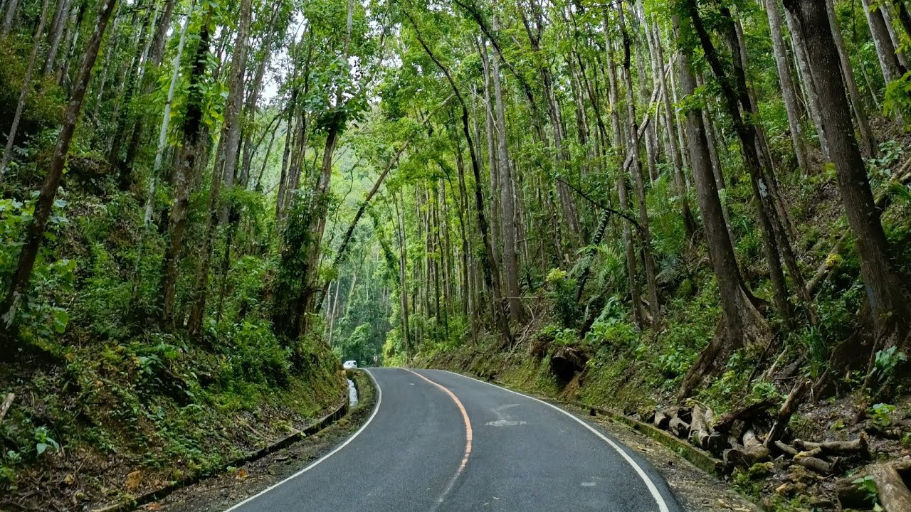 4k Walk Man Made Forest Of Bilar And Loboc Bohol Walk Tour Youtube