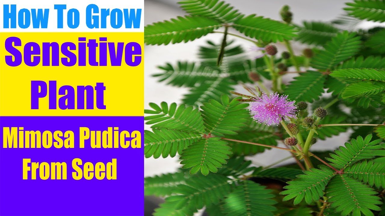 How To Grow A Sensitive Plant Mimosa Pudica From Seed Youtube