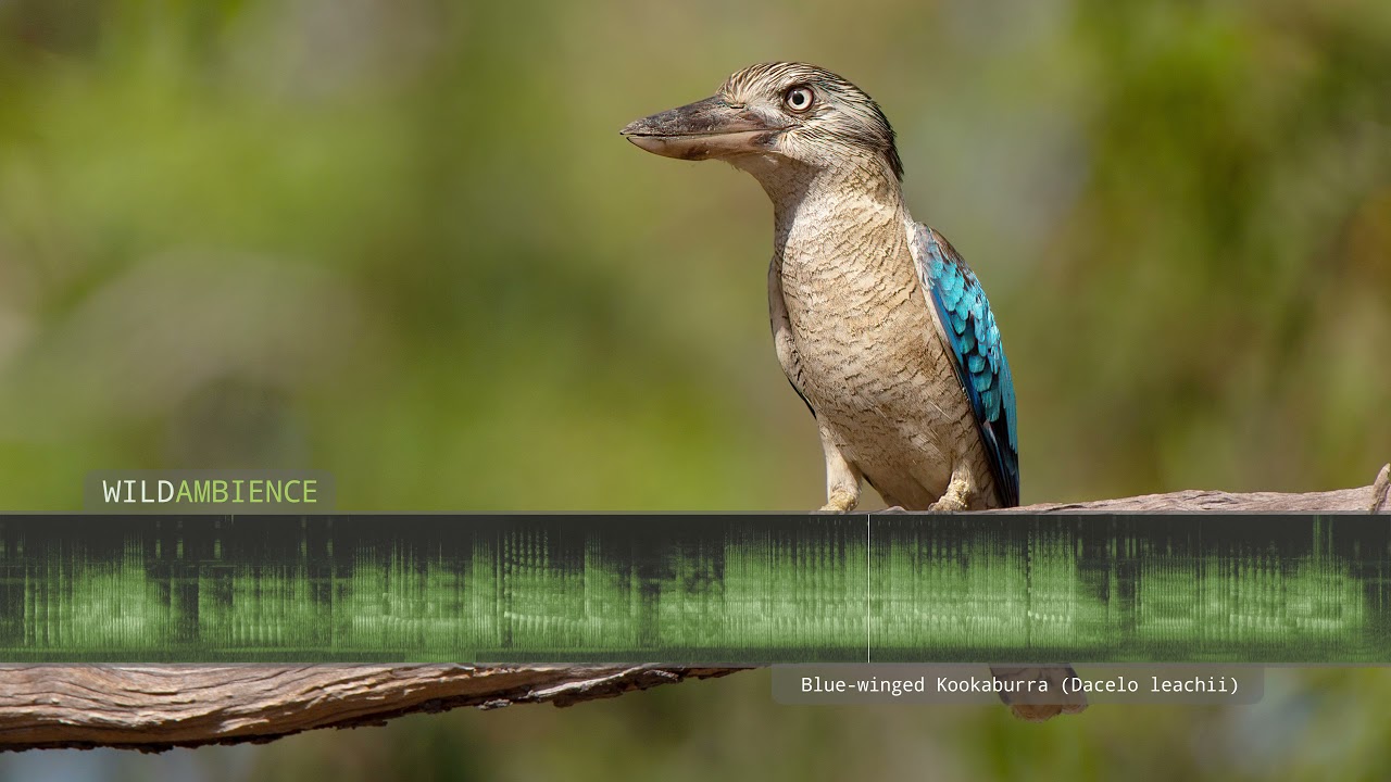 Blue Winged Kookaburra Sounds Raucous Noisy Squawks Laughing Calls