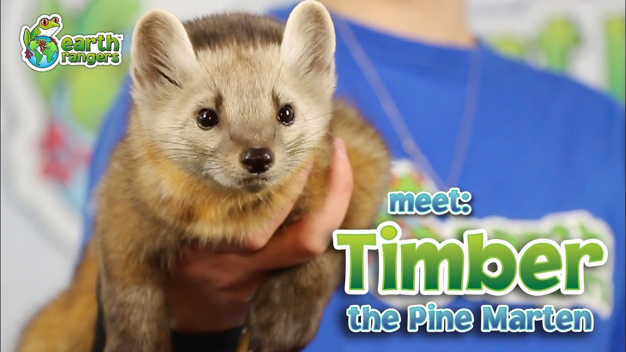 American Pine Marten