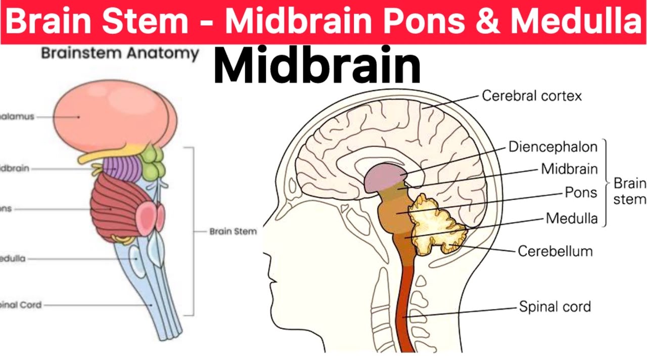 Midbrain Pons Medulla Oblongata Brain Anatomy Brainlab Org