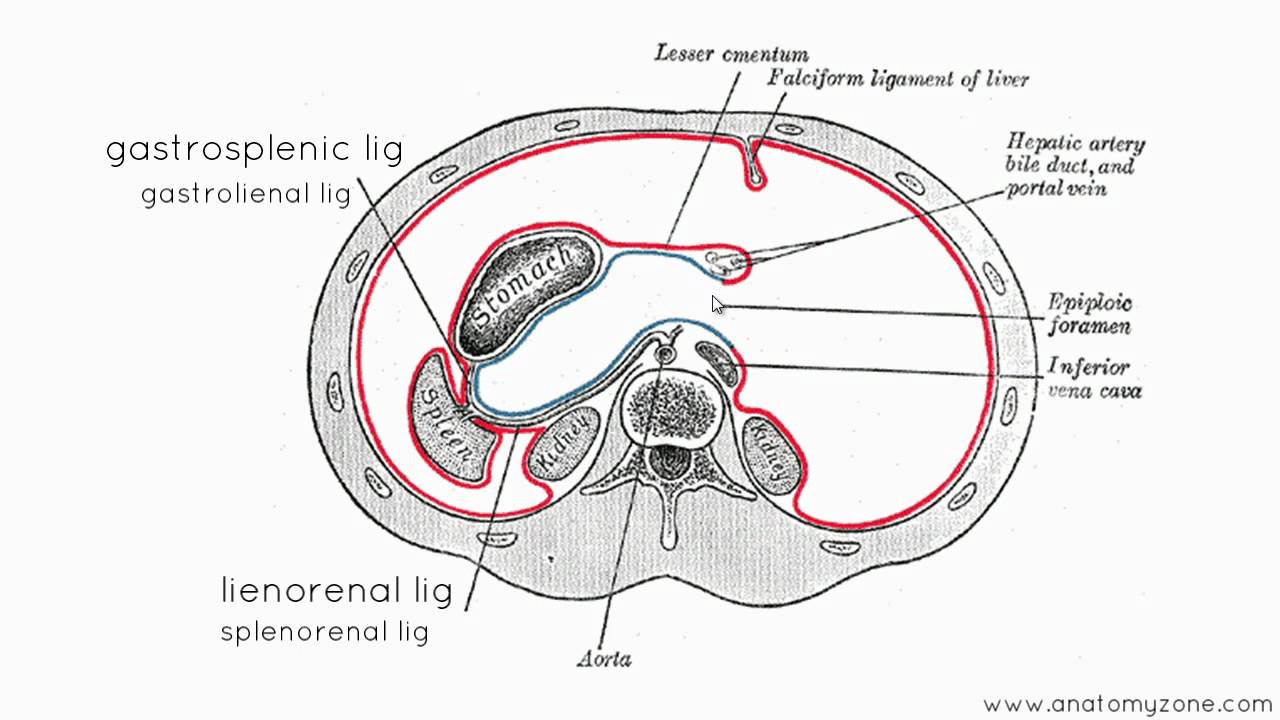 Peritoneum Anatomy Animation